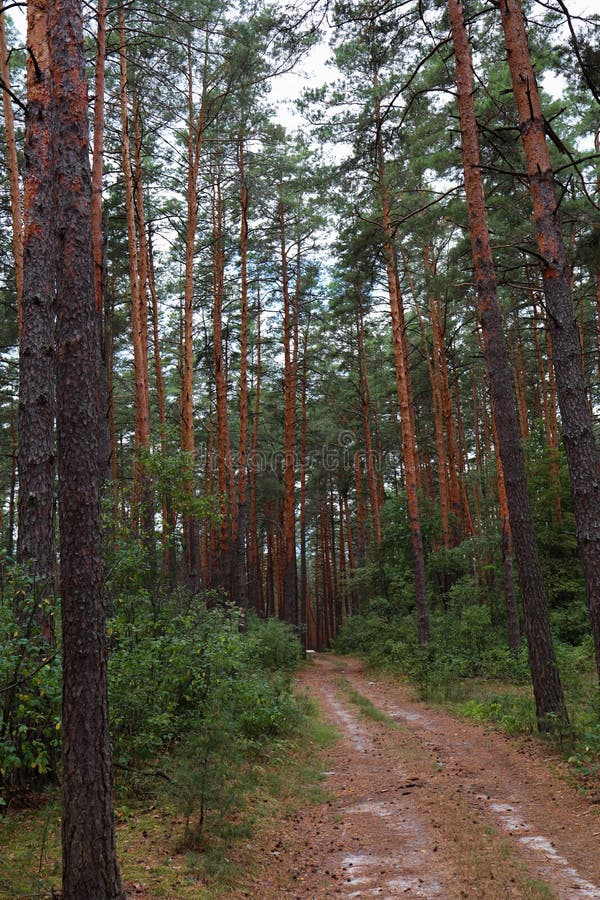 Forest and Smooth Logs of Pine Trees, between Which the Path Passes ...