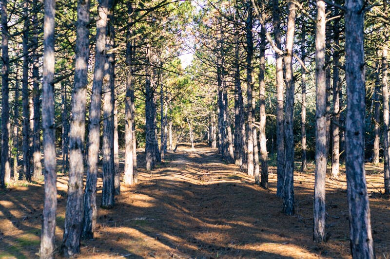 Pine Forest, Smooth Rows of Trees. Stock Photo - Image of cultivate ...