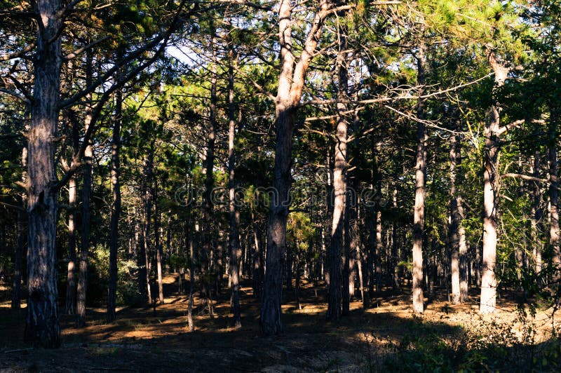 Pine Forest, Smooth Rows of Trees. Stock Photo - Image of background ...