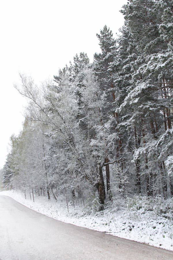 Pine Forest in the Snow - Forest Road. Early Spring Stock Image - Image ...