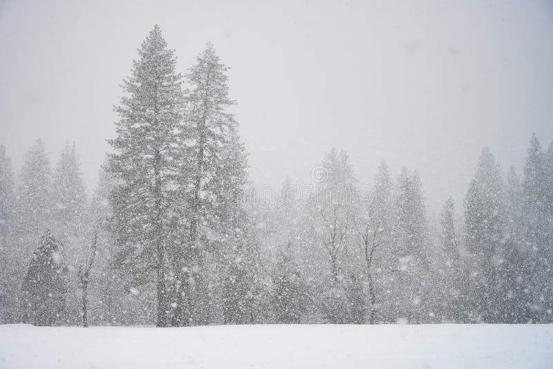 Pine Forest through Snow Storm Stock Image - Image of cold, snowfall ...