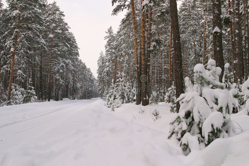Pine forest in snow stock image. Image of freeze, nature - 69301009