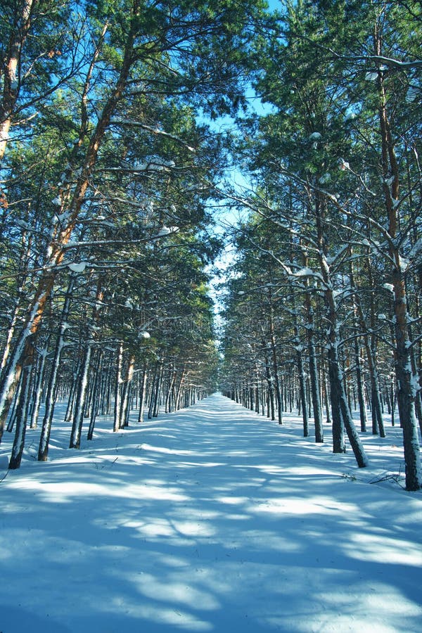 Pine Forest in a Snowy Winter, Rows of Trees are Covered with Snow ...