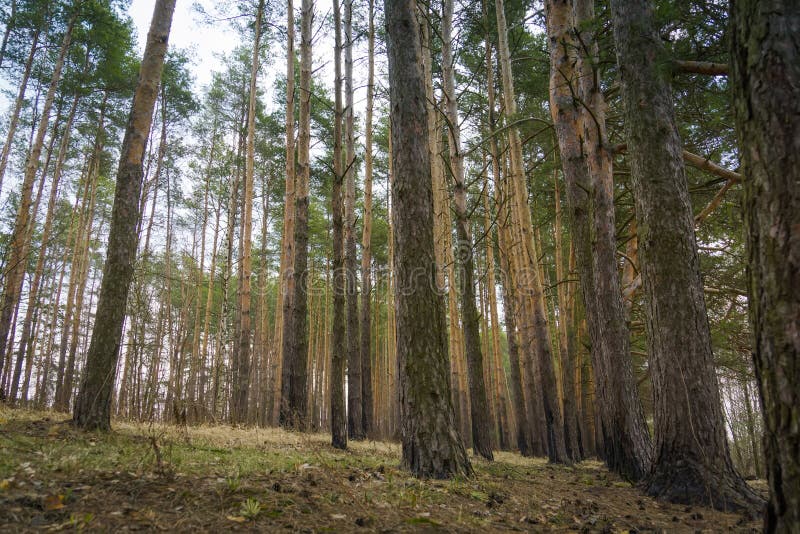 Pine Forest Spring Morning stock photo. Image of wallpaper - 95331334
