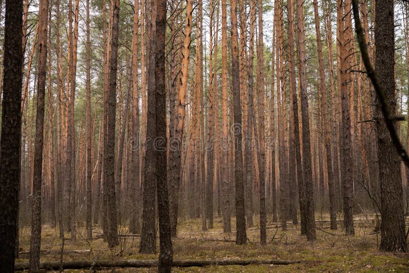 Pine Forest in Spring. Natural Nature Photography Stock Photo - Image ...