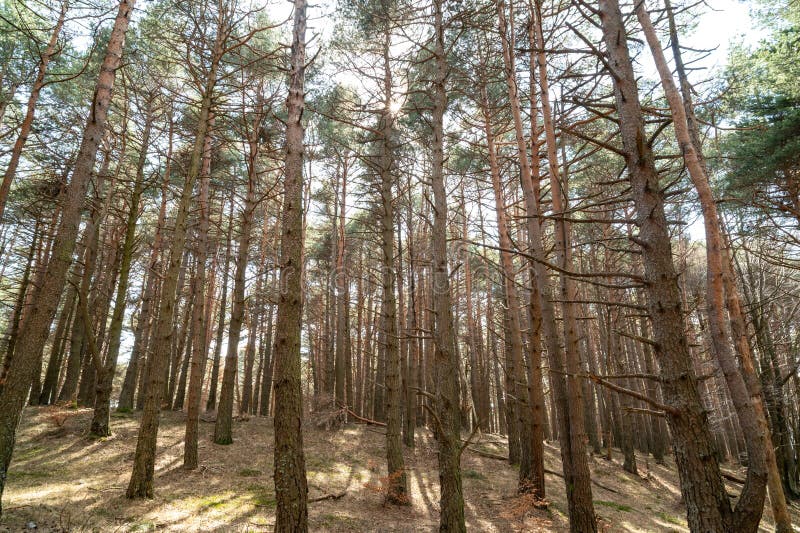 Pine forest in spring. stock image. Image of pines, trees - 374699073