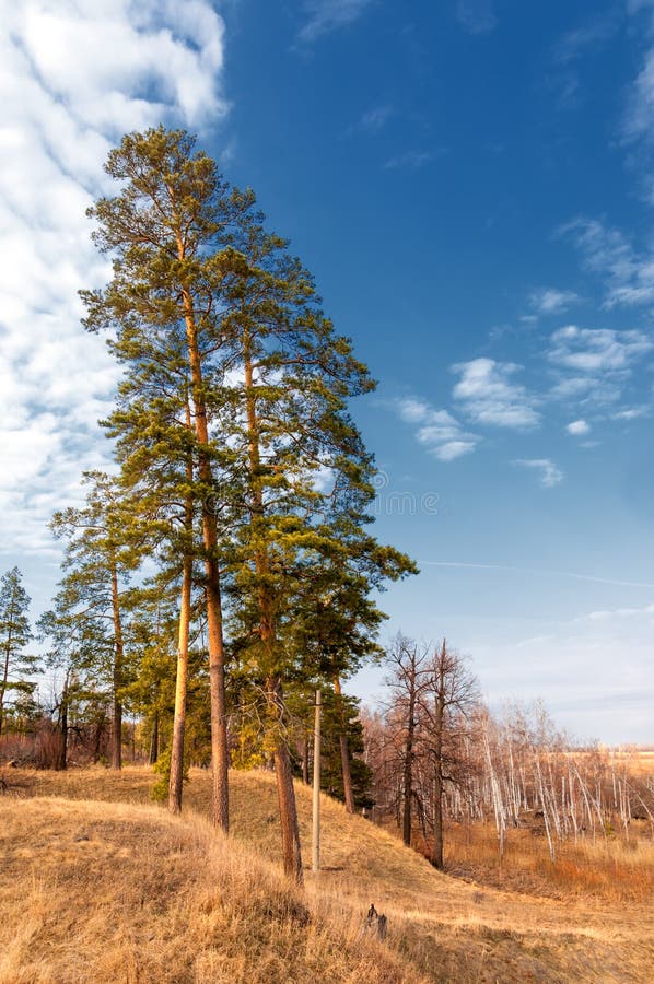 Pine Forest in Spring. the Season of Spring Stock Photo - Image of ...