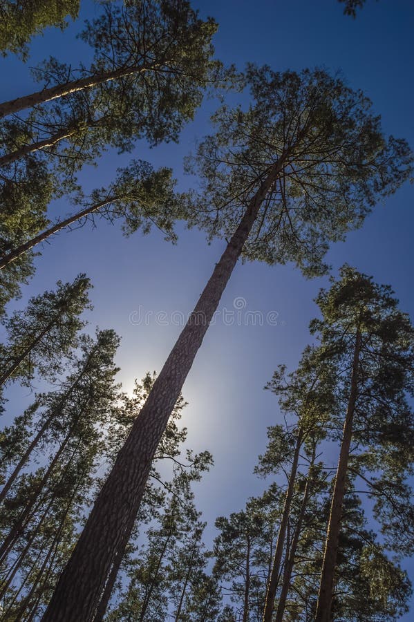 Pine forest in spring time stock photo. Image of clear - 173998040