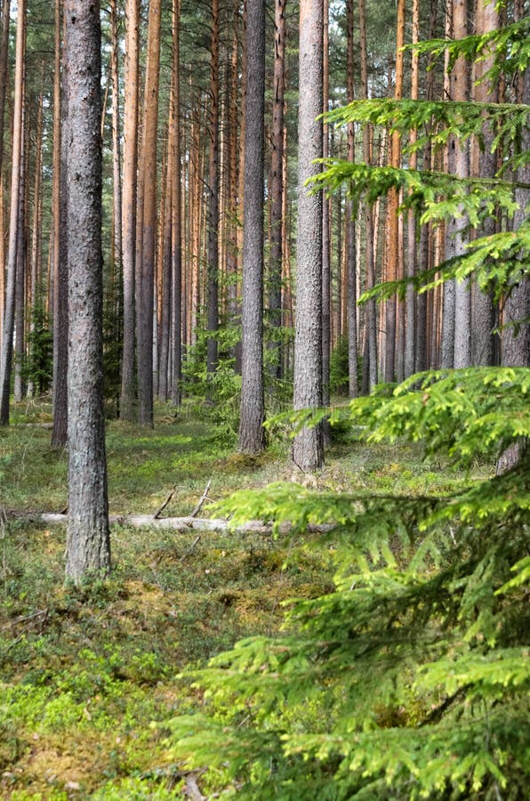 Pine forest in spring stock photo. Image of moss, autumn - 149075278