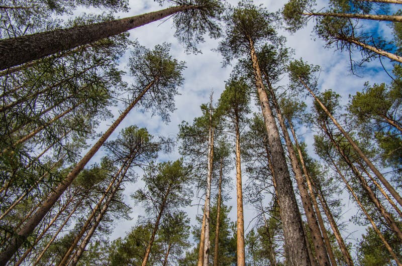 Pine forest in spring stock image. Image of pine, country - 149075511