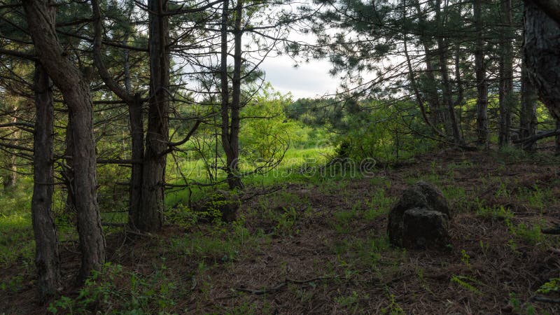 Pine forest with stone stock image. Image of nature, path - 95104307