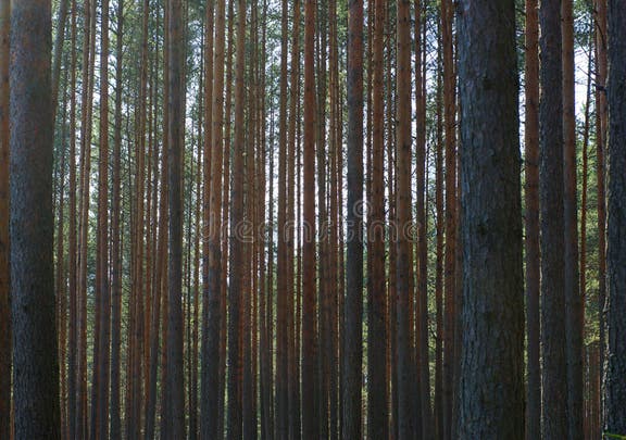 Pine Forest with Straight Ginger Tree Trunks Stock Photo - Image of ...