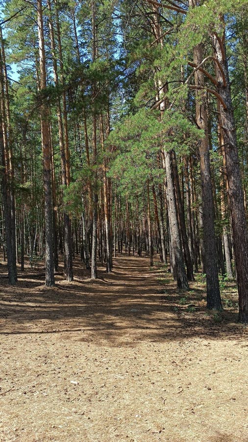 Pine Forest in Summer, Forest Path Stock Image - Image of sunlit ...