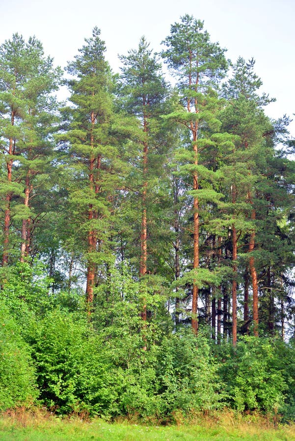 Russian Nature Pine Forest Summer Stock Photos - Download 3,207 Royalty ...
