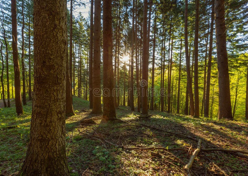 Pine Forest with Sun Rays in Spring Stock Photo - Image of nature ...
