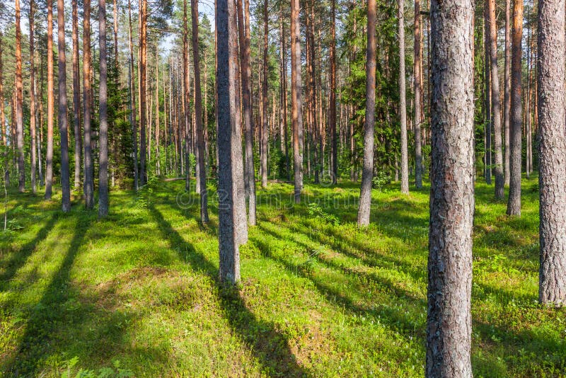 Pine Forest with the Sun Shining through the Trees Stock Image - Image ...