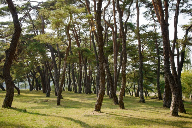 Pine Forest with Sunlight in Fall Stock Photo - Image of green, sunny ...