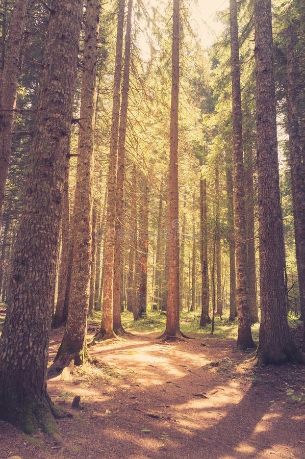Pine Forest in Sunlight. Retro Style Stock Photo - Image of outdoors ...