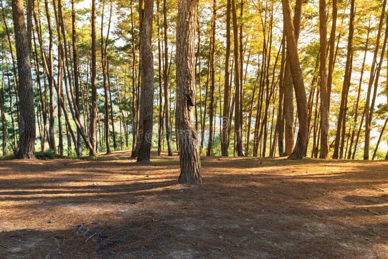 Pine Forest with Sunlight and Shadows at Sunset Stock Photo - Image of ...