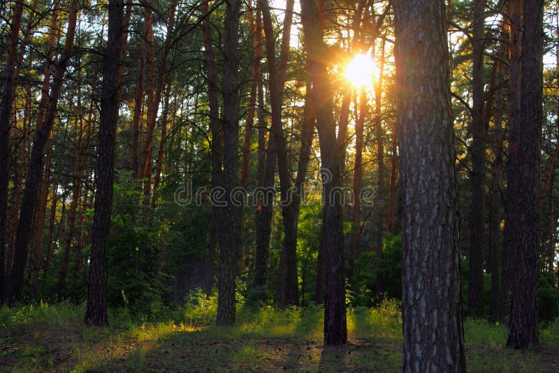 Pine Forest with Sunlight and Shadows at Sunset Stock Image - Image of ...