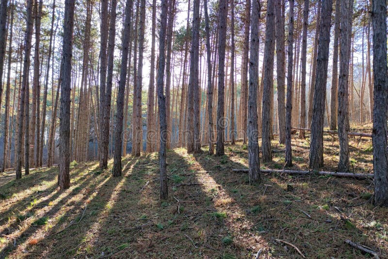 Pine Forest in the Sunlight, Sun Rays Breaking through the Trees Stock ...