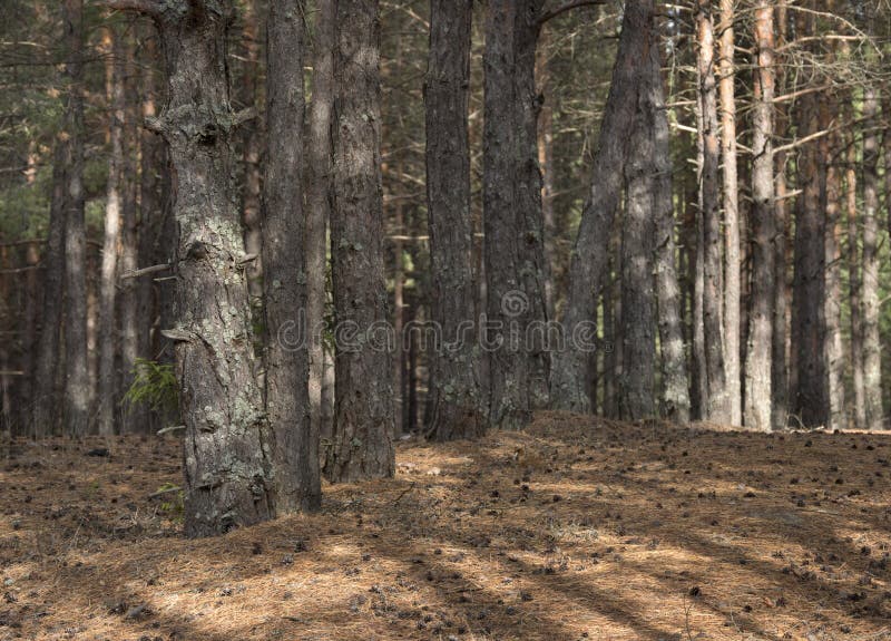 Pine Forest in the Sunny Autumn Day. Pine Trees Planted in a Row Stock ...