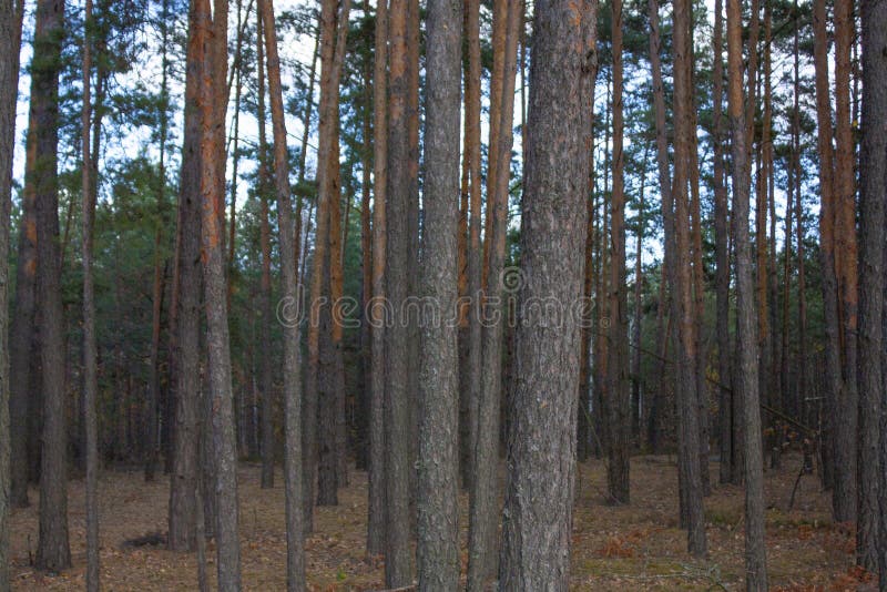 Pine Forest on a Sunny Day. Lots of Tree Trunks Stock Photo - Image of ...