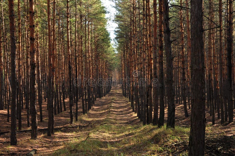 Pine forest stock photo. Image of details, coniferous - 79044314