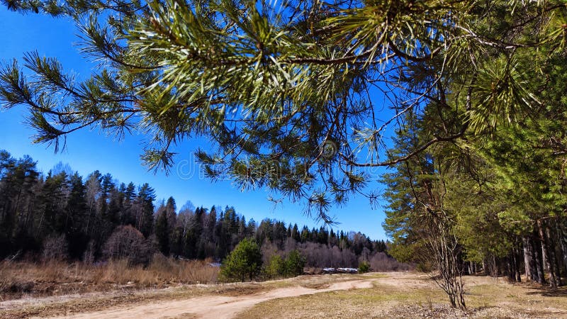 Pine Forest on a Sunny Spring or Summer Day. Landscape with Nature and ...