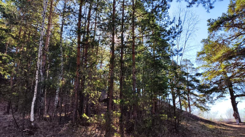 Pine Forest on a Sunny Spring or Summer Day. Landscape with Nature and ...
