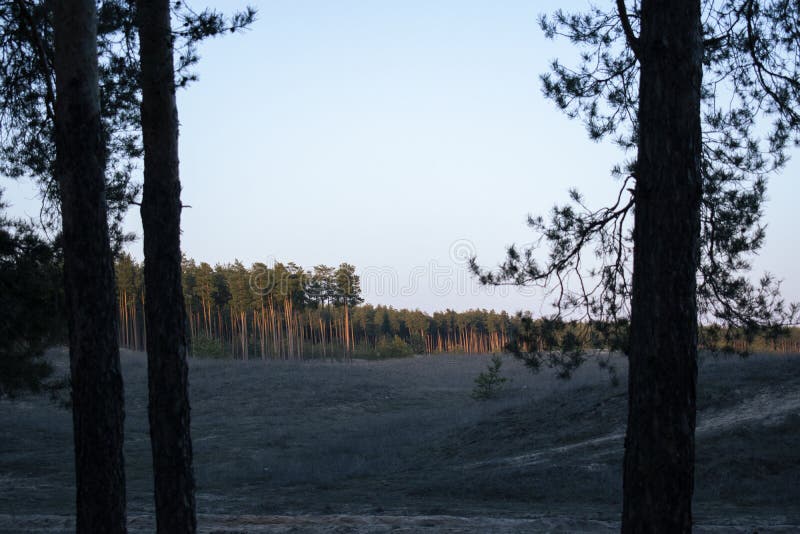 Pine Forest at Sunset, Golden Trees. Stock Photo - Image of autumn ...