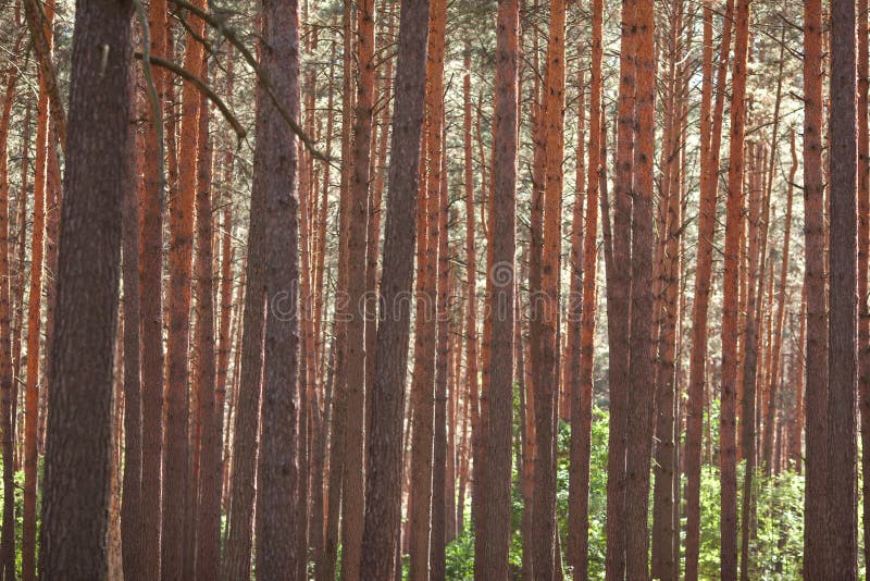 Pine Forest at Sunset, Nature Conservation Stock Photo - Image of light ...