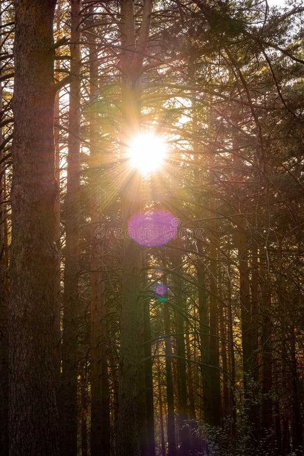 Pine Forest at Sunset stock image. Image of sunlight - 159817713