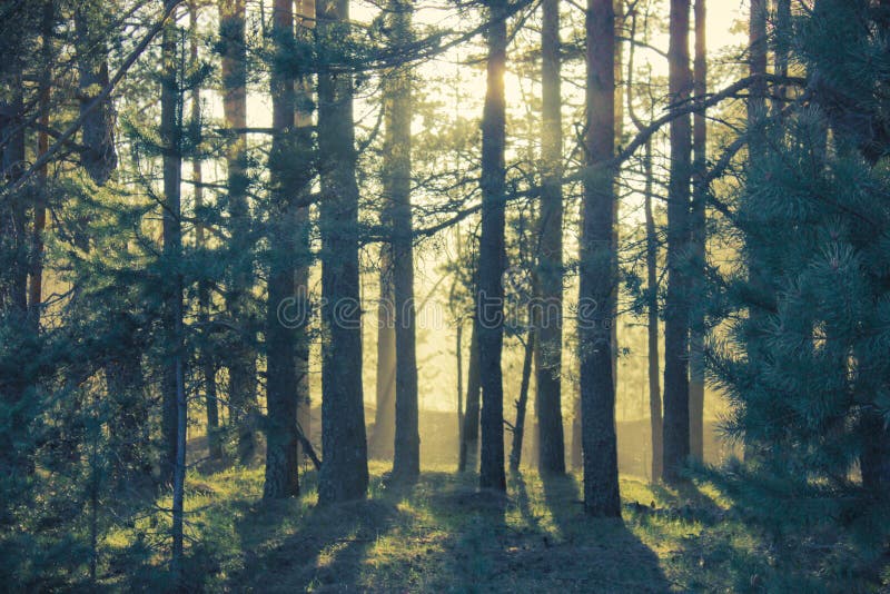 Pine Forest at Sunset. a Ray of Sunshine Peeks through the Trees Stock ...