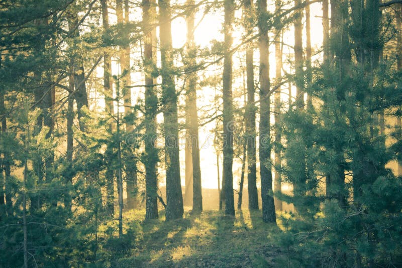 Pine Forest at Sunset. a Ray of Sunshine Peeks through the Trees Stock ...