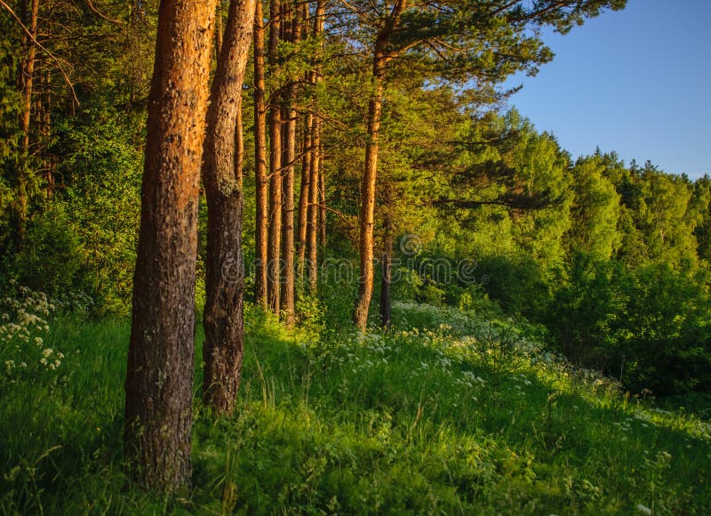 Pine forest at sunset stock photo. Image of tree, setting - 126786182