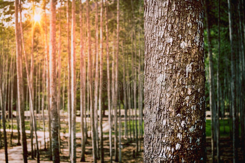 Pine Forest at Sunset in Summer Nature Landscape. Stock Photo - Image ...