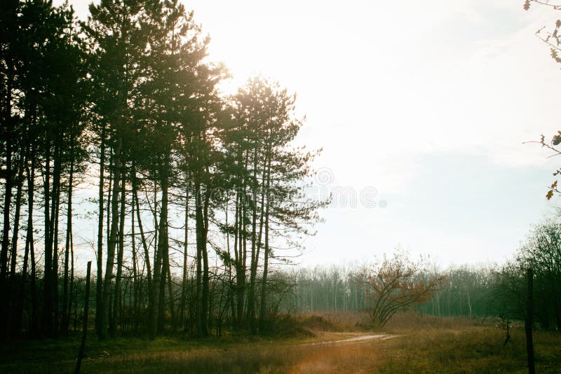 Pine forest stock photo. Image of sunset, forest, plant - 83354696