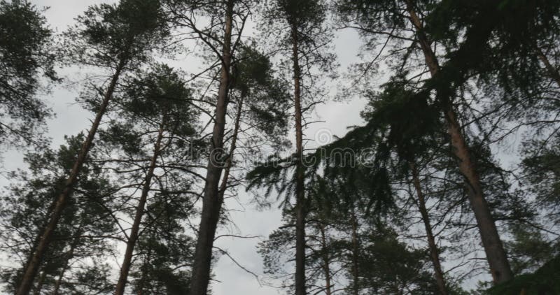 Pine Trees Swaying In Breeze Stock Footage - Video of trees, spiky ...