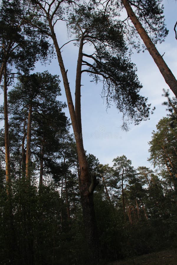 Pine forest. Tall tree stock image. Image of persistent - 115137883