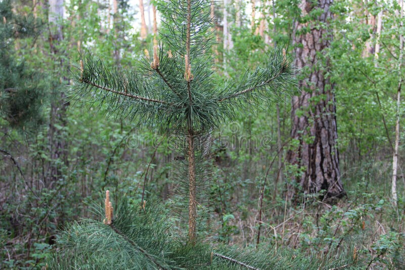 Pine forest. Tall tree stock image. Image of leaf, natural - 115137999