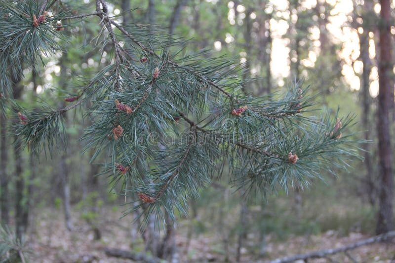 Pine forest. Tall tree stock image. Image of beauty - 115138003