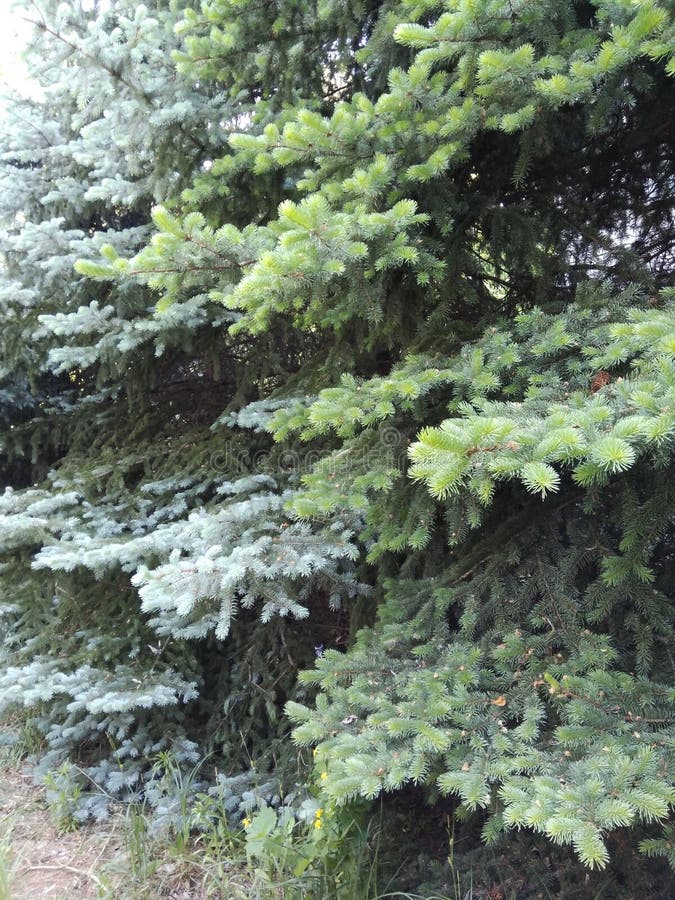 Pine Forest. Tall Tree Trunks. Light and Shadow Stock Photo - Image of ...