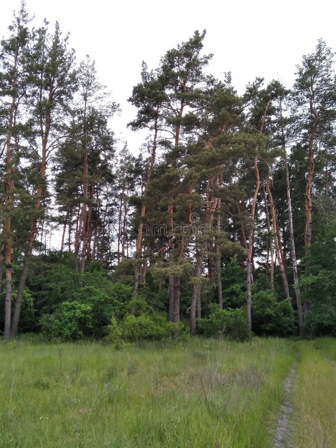 Pine Forest. Tall Tree Trunks. Light and Shadow Stock Image - Image of ...