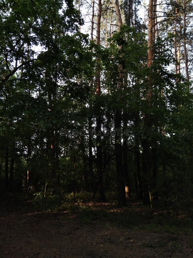 Pine Forest. Tall Tree Trunks. Light and Shadow Stock Photo - Image of ...