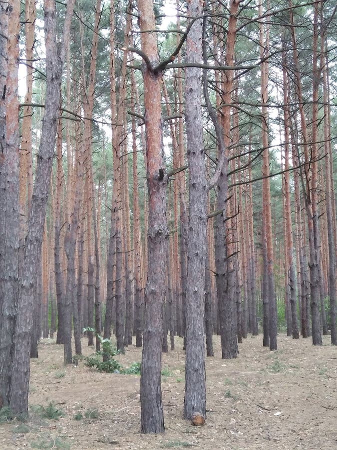 Pine Forest. Tall Tree Trunks. Light and Shadow Stock Photo - Image of ...