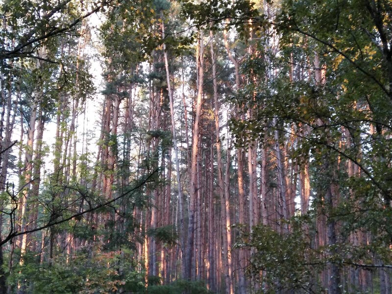 Pine Forest. Tall Tree Trunks. Light and Shadow Stock Photo - Image of ...