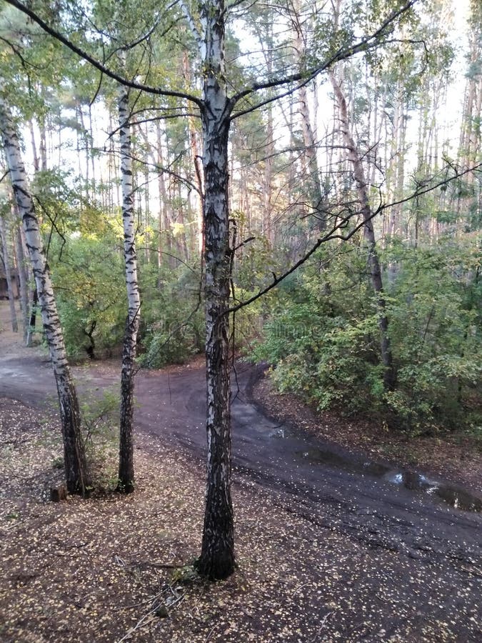 Pine Forest. Tall Tree Trunks. Light and Shadow Stock Photo - Image of ...
