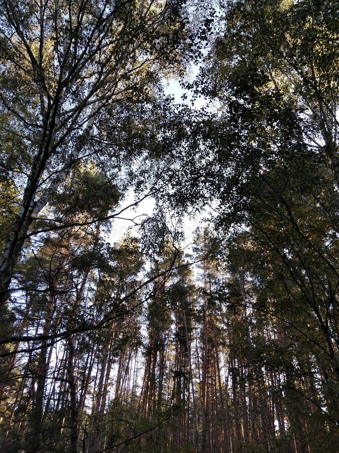 Pine Forest. Tall Tree Trunks. Light and Shadow Stock Image - Image of ...
