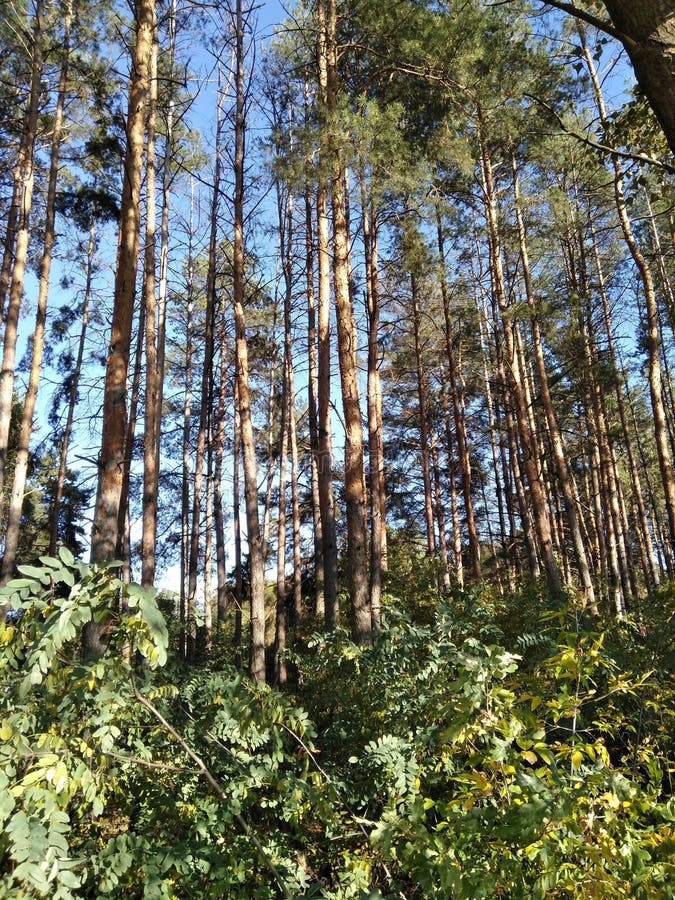 Pine Forest. Tall Tree Trunks. Light and Shadow Stock Photo - Image of ...